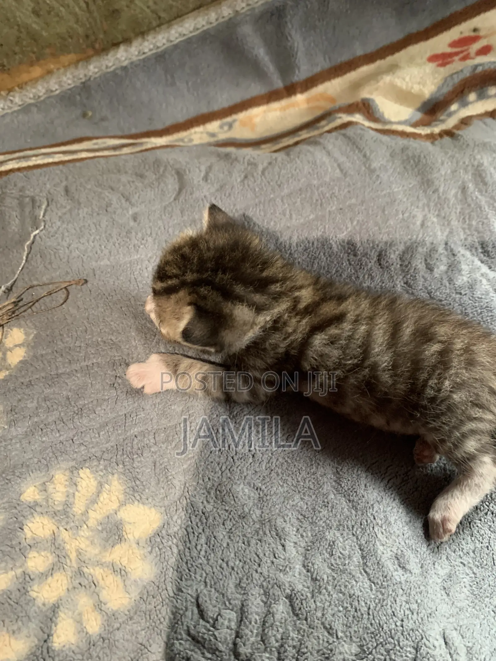 1-3 months Male Mixed Breed Cat - Jamila Price: GH₵ 290 on Jiji.com.gh ...