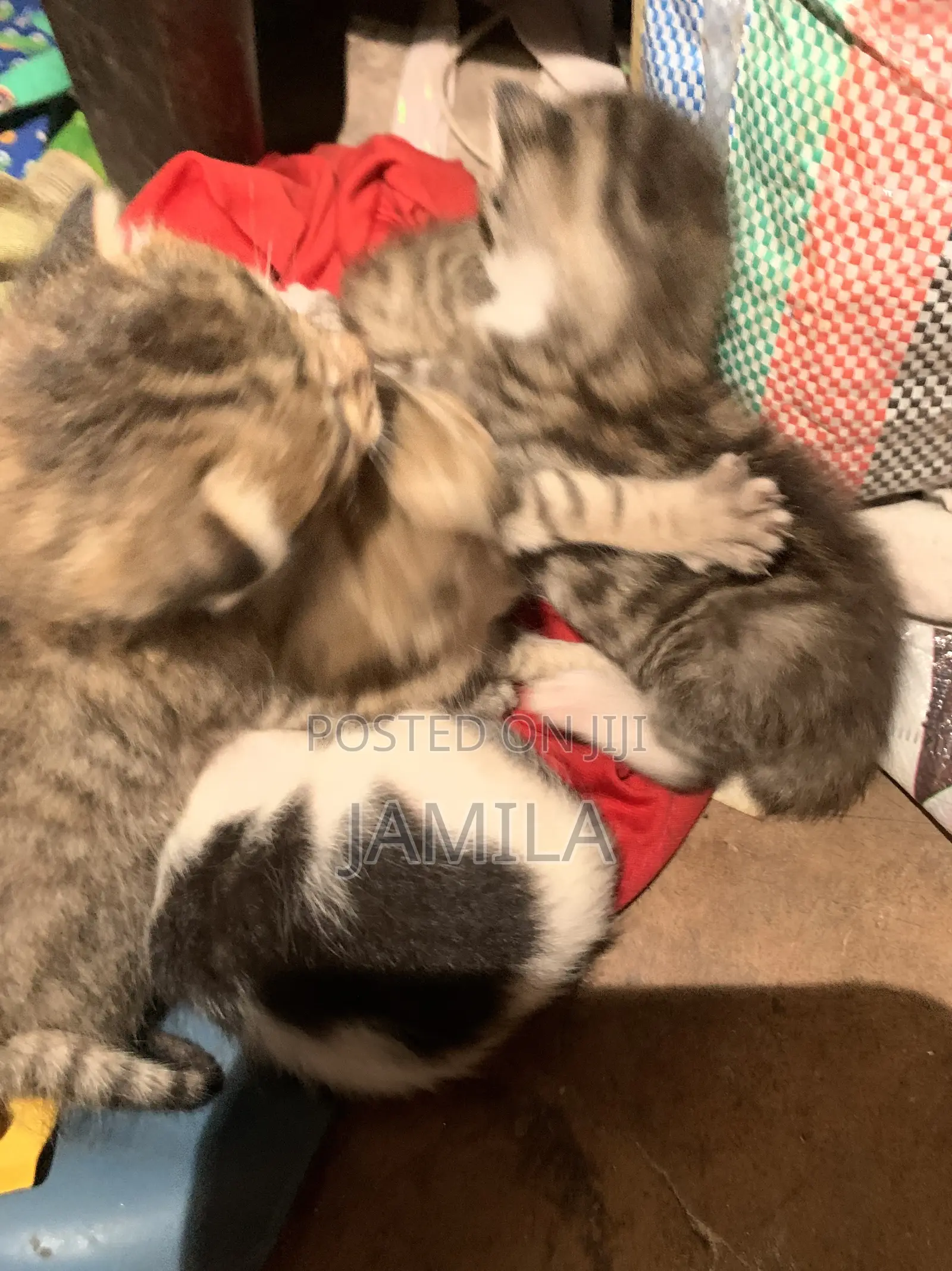 1-3 months Male Mixed Breed Cat - Jamila Price: GH₵ 290 on Jiji.com.gh ...