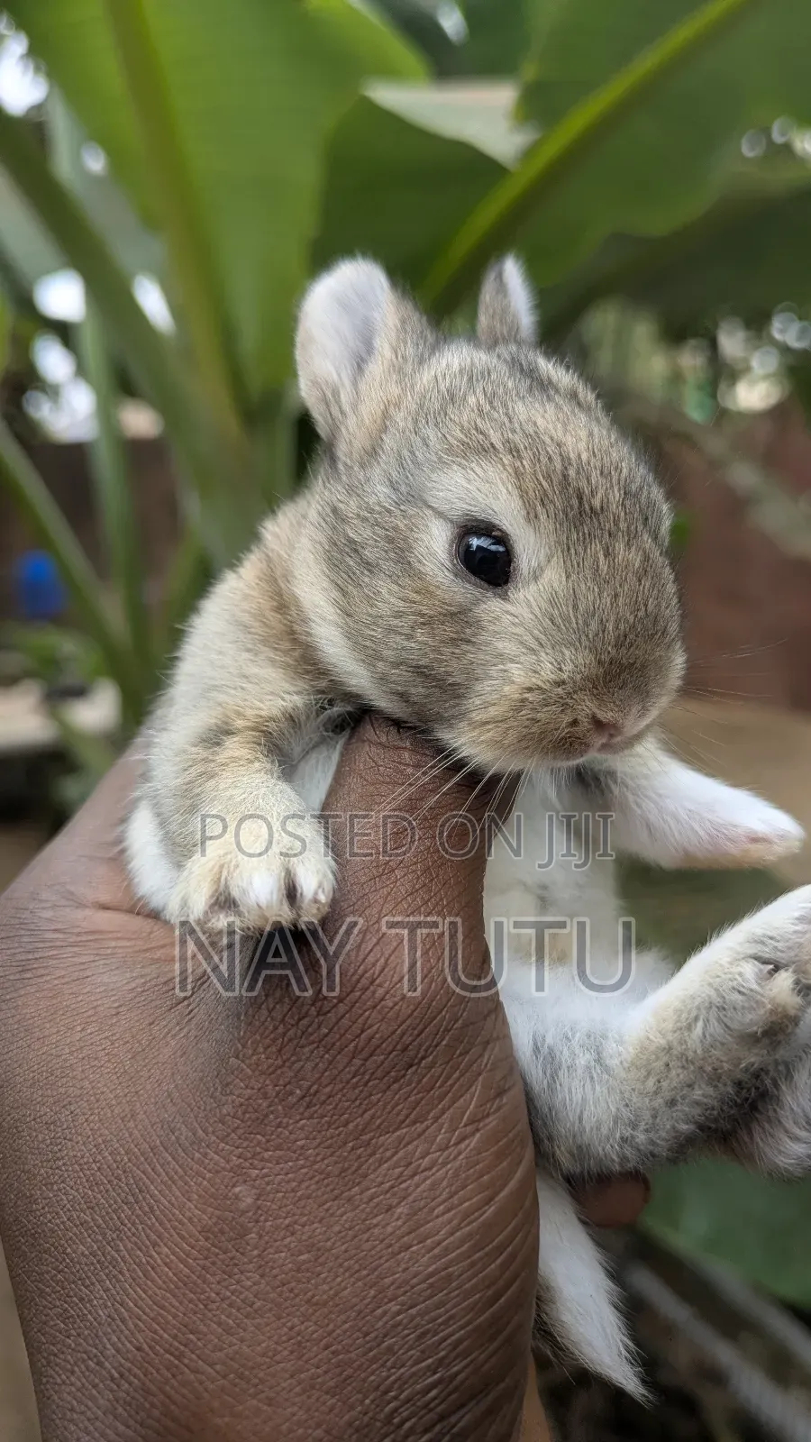 Cute Baby Rabbits for Pet - Nay Tutu Price: GH₵ 90 on Jiji.com.gh [Adenta]